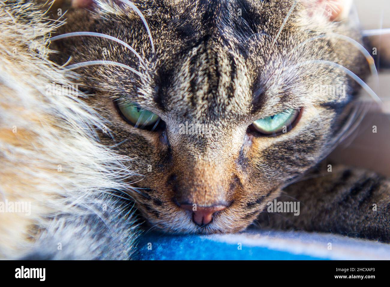 Evil looking face hi-res stock photography and images - Alamy