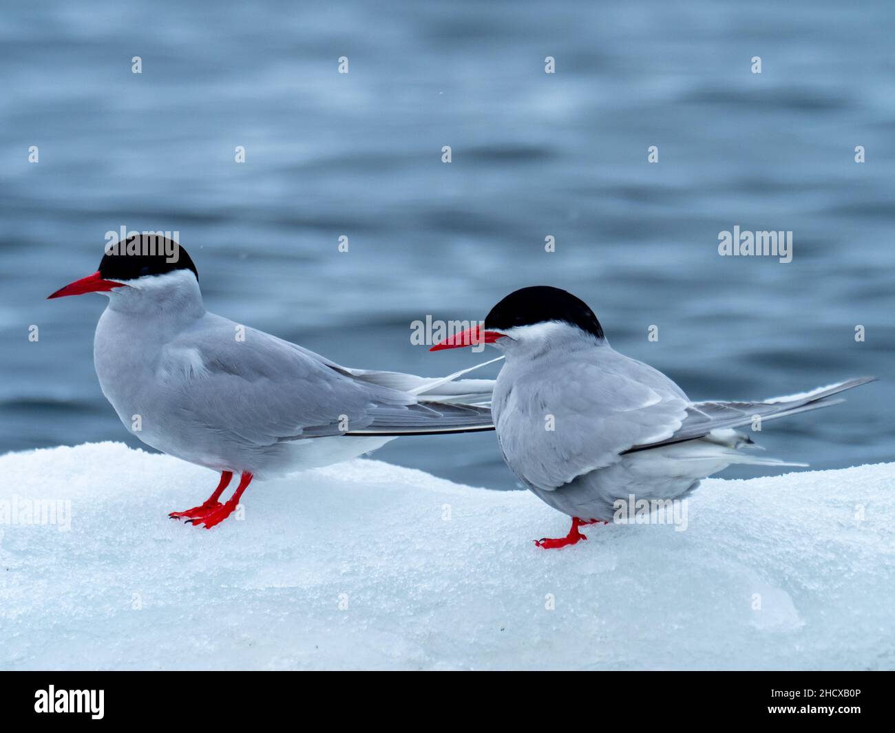Antarctic Tern, Sterna vittata, on ice along the Antarctic Peninsula ...
