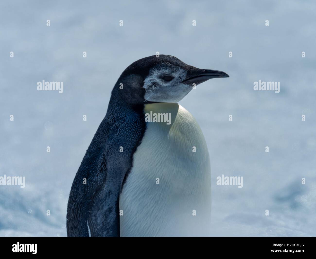 Fledgling penguin hi-res stock photography and images - Alamy