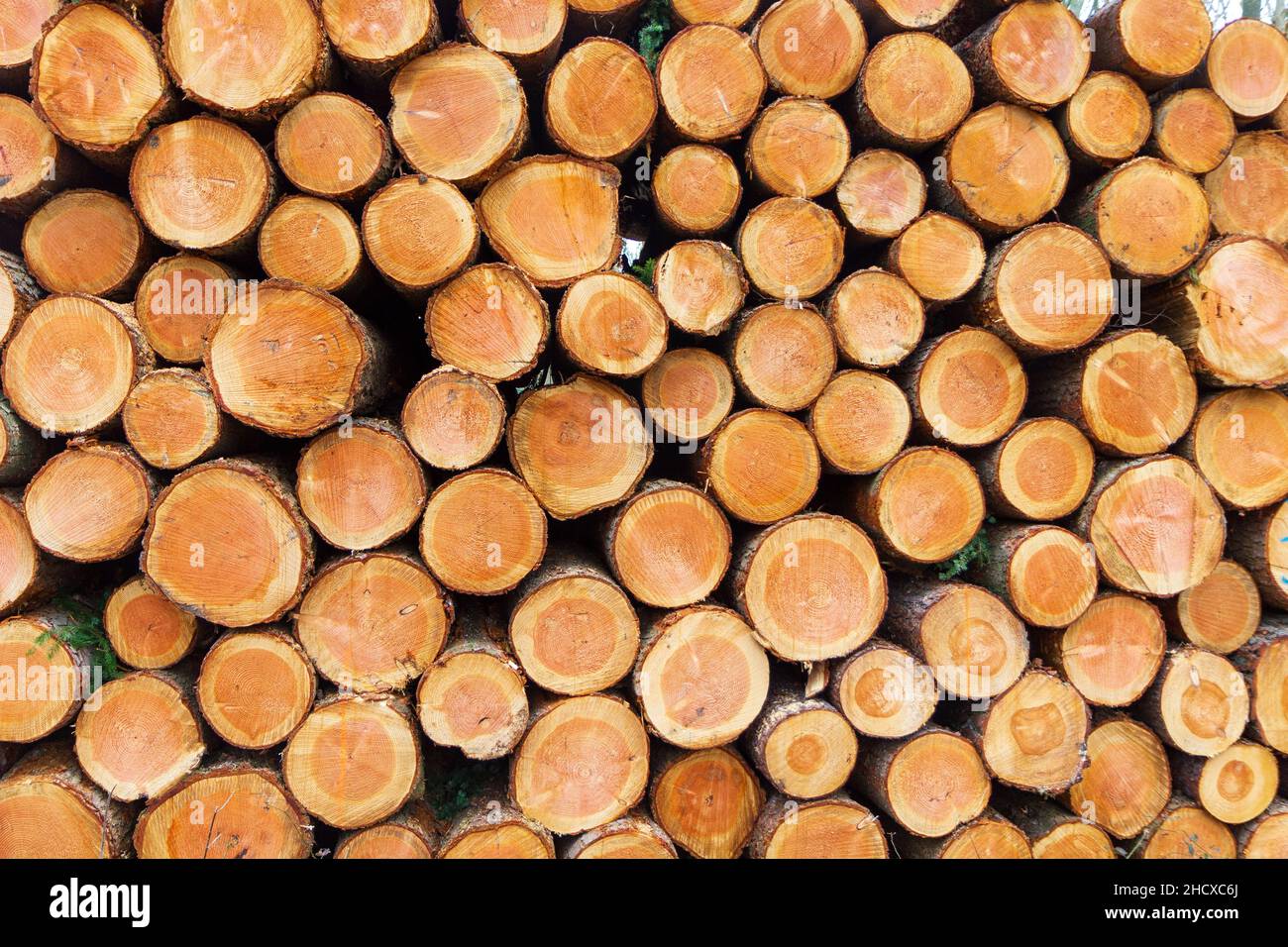 Background of tree logs Stock Photo - Alamy