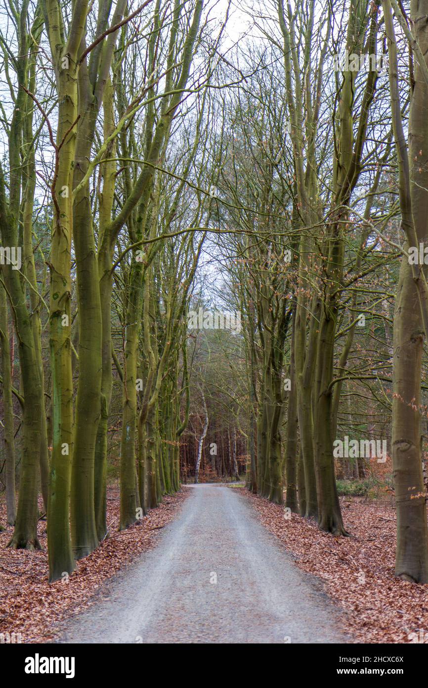 Path between lines of trees Stock Photo - Alamy