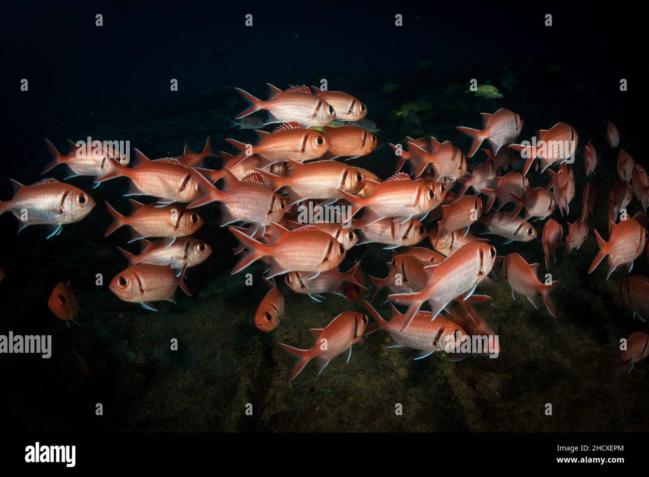 Blackbar soldierfish (Myripristis jacobuson) school on the reef off the ...