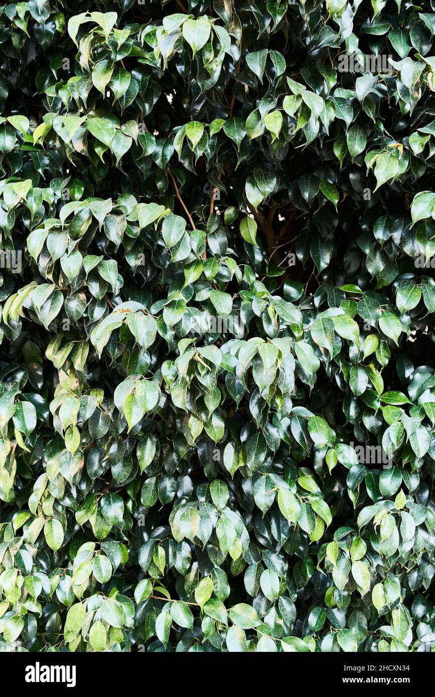 Green plant beautiful natural texture Stock Photo - Alamy