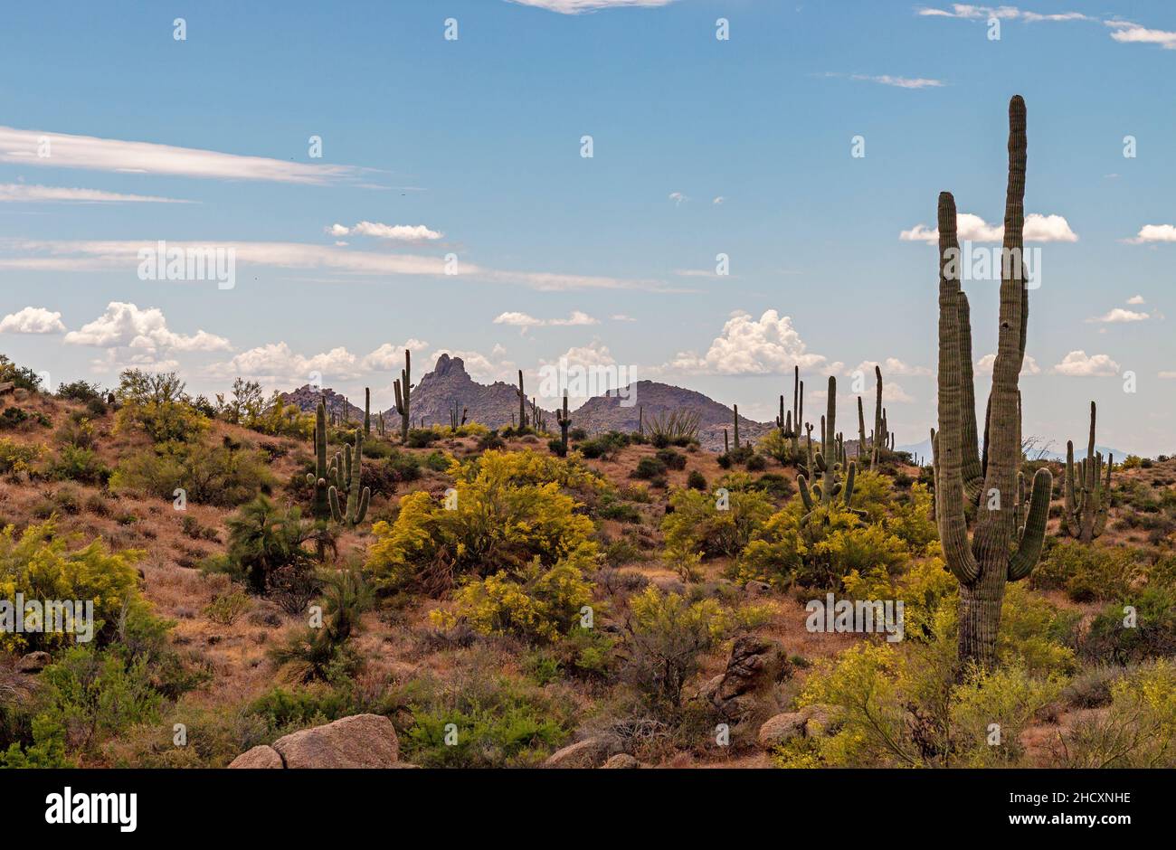 A Spring Desert Landscape in Scottsdale's Browns Ranch Preserve Stock ...