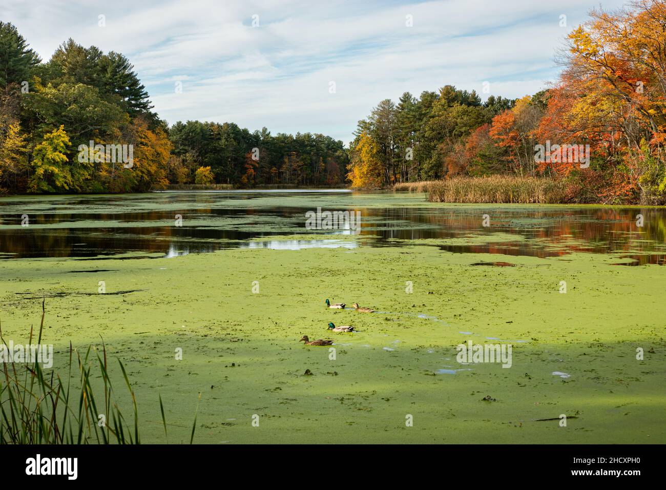 The autumn forest reflections on lake Stock Photo - Alamy