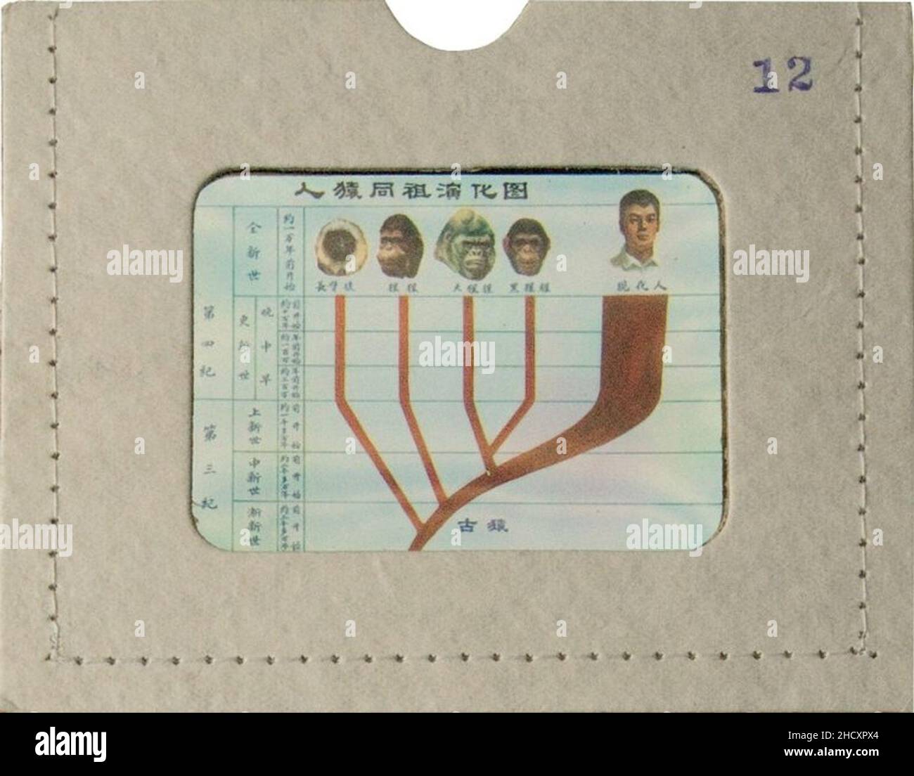 Ren yuan tong zu yan hua tu = Human evolution from apes Stock Photo - Alamy