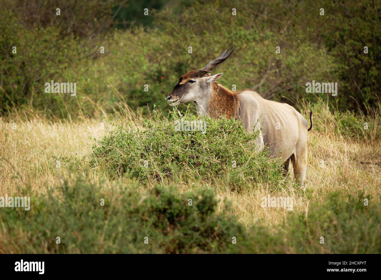 Antelope family hi-res stock photography and images - Alamy