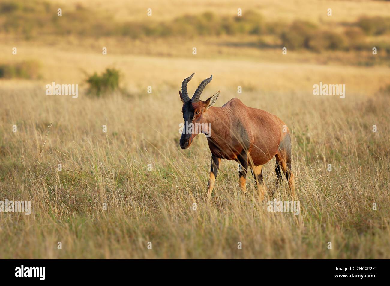 Black wildebeest and hartebeest hi-res stock photography and images - Alamy