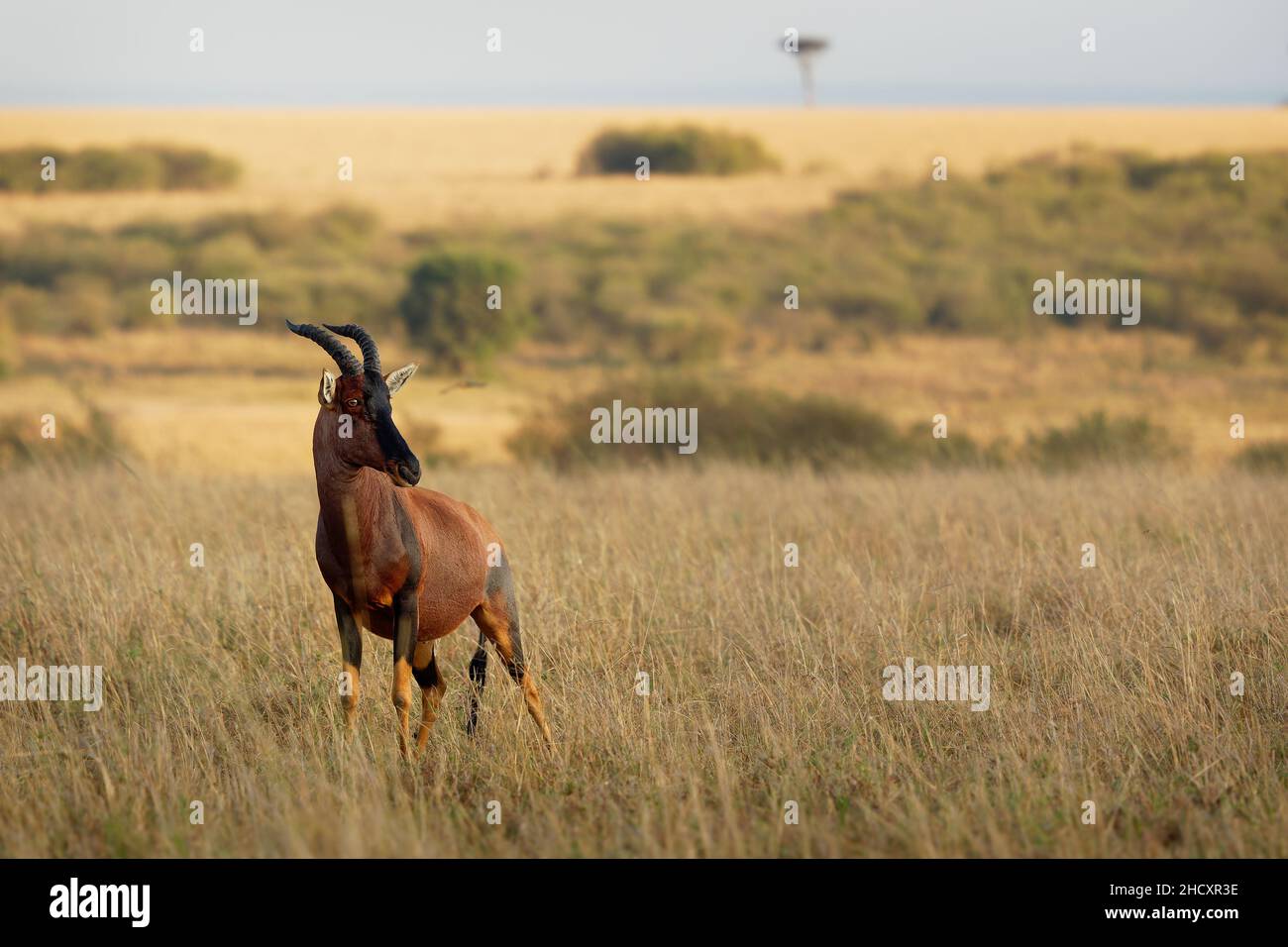 Antelope subspecies hi-res stock photography and images - Alamy