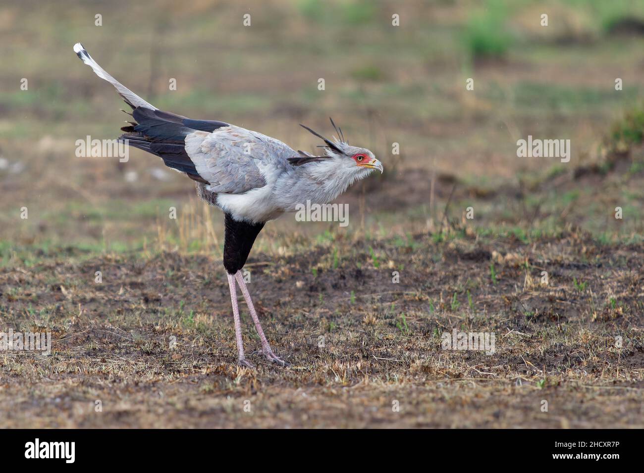 Secretarybird or Secretary Bird - Sagittarius serpentarius large ...