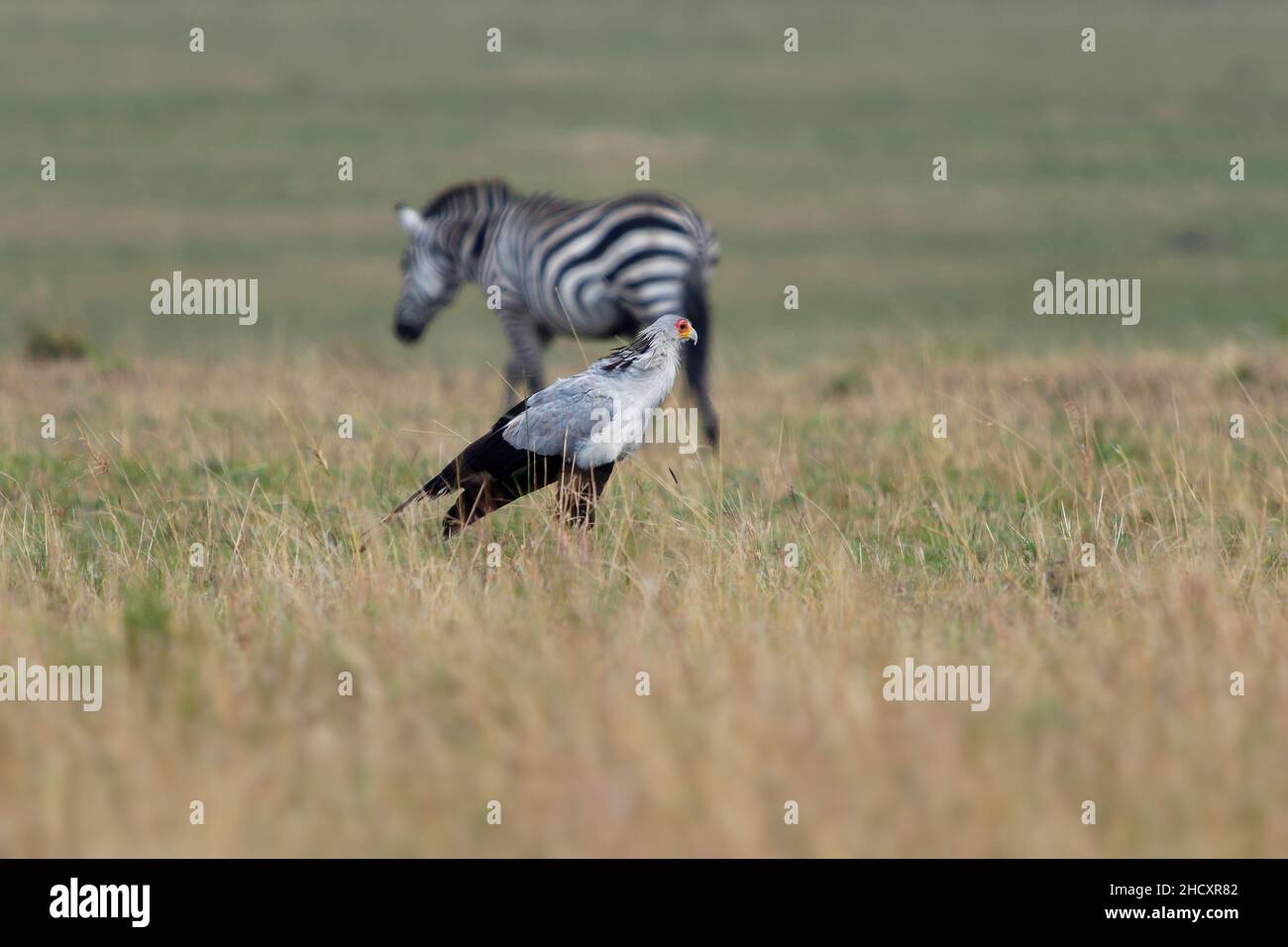 Secretarybird or Secretary Bird - Sagittarius serpentarius large, bird ...