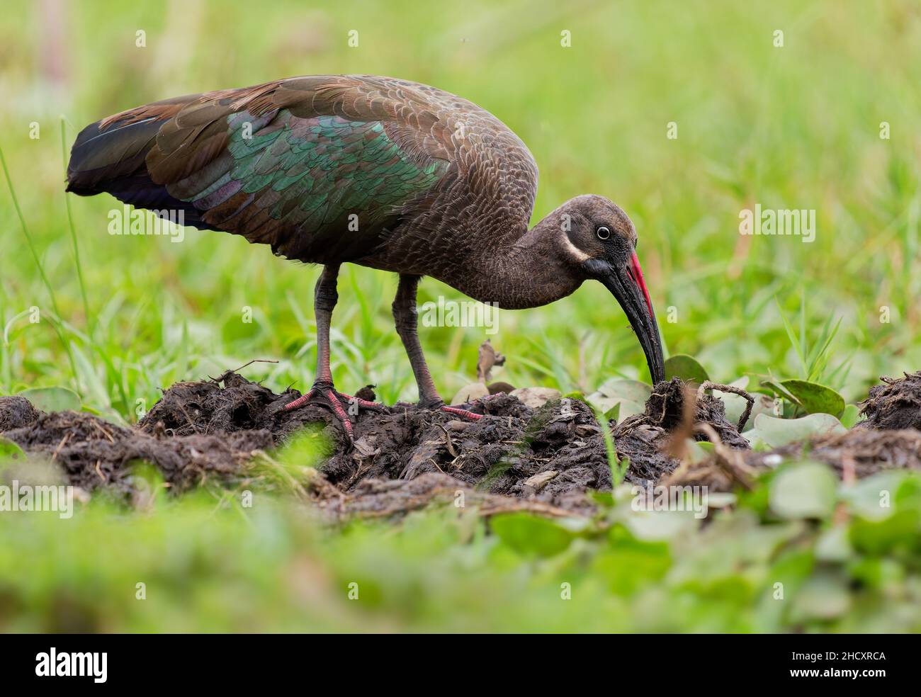 Hadada Ibis - Bostrychia hagedash also hadeda, water bird native to Sub ...