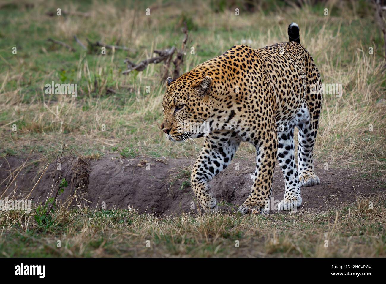Leopard - Panthera pardus, big spotted yellow cat in Africa, genus ...