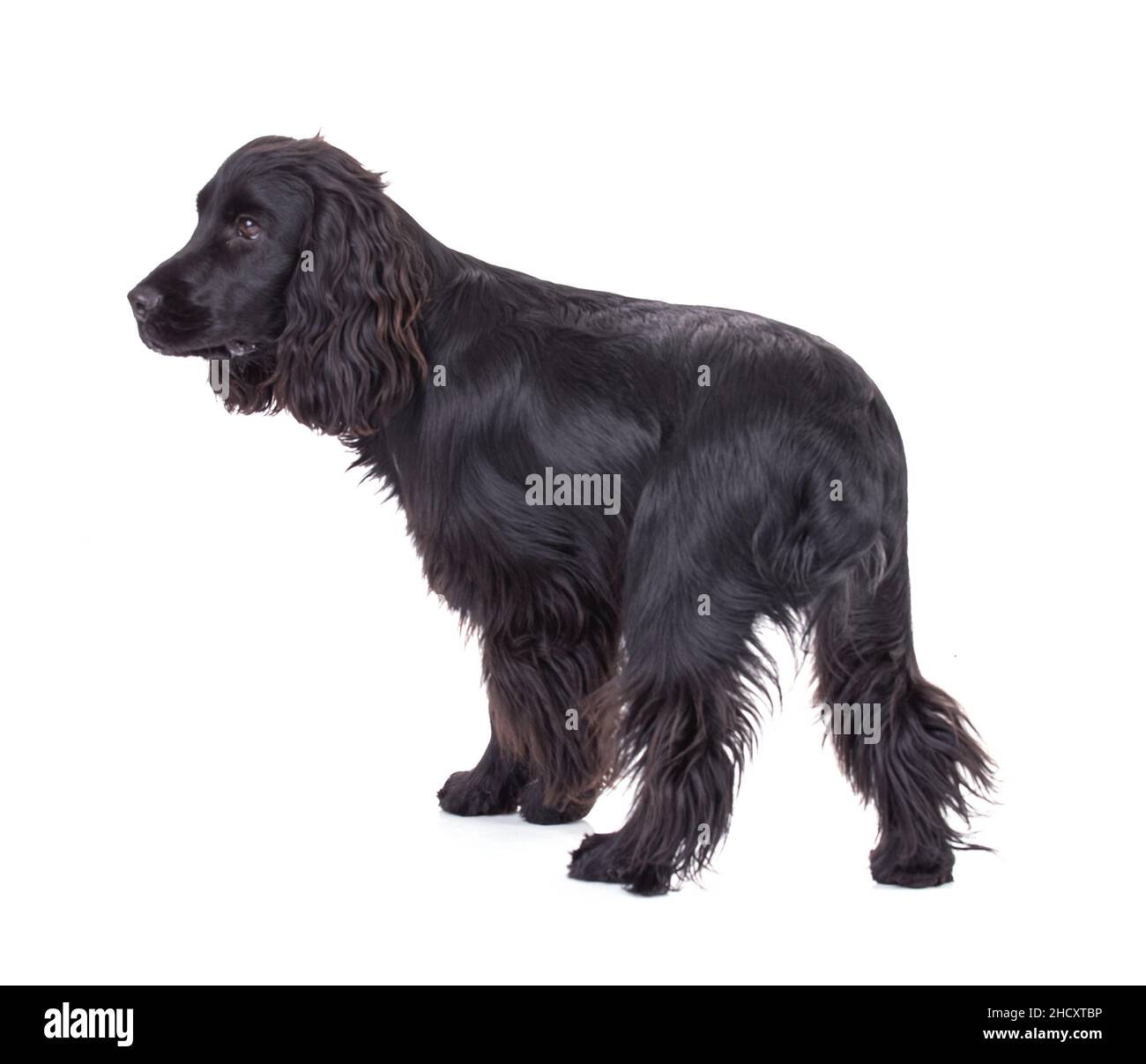 Black cocker spaniel in studio with white background Stock Photo - Alamy