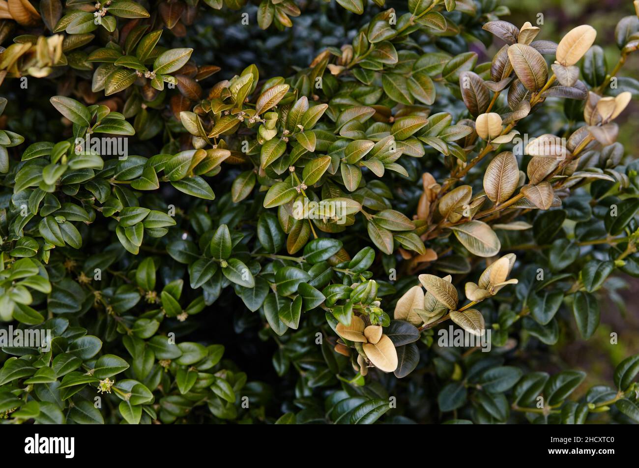 Boxwood hedge buxus sempervirens hi-res stock photography and images ...