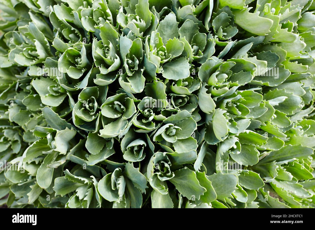 Close-up of beautiful Sedum plant, top view. Family name Crassulaceae ...