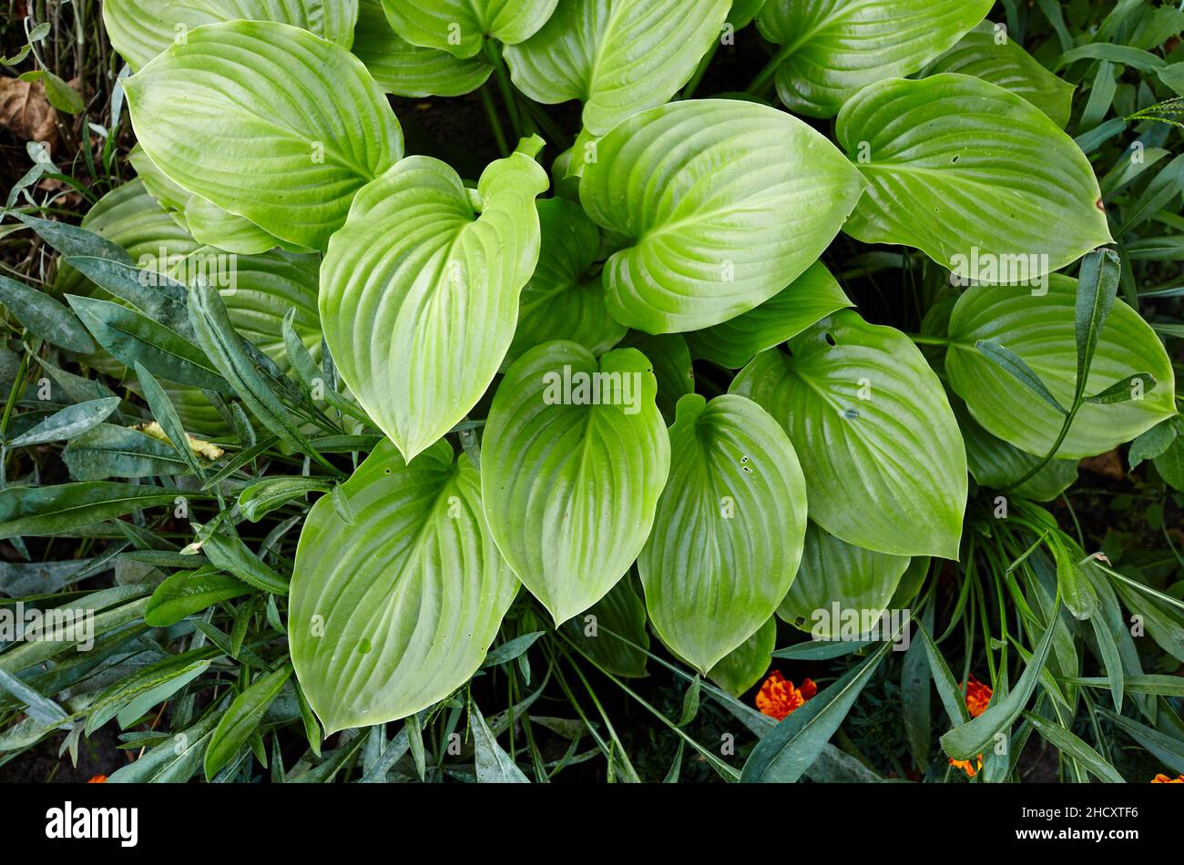 Beautiful Hosta leaves background. Hosta - an ornamental plant for ...