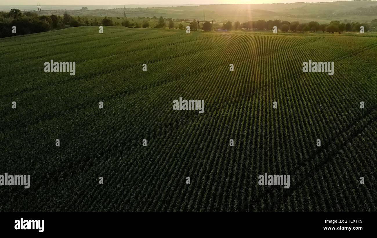 Green field sweet corn on sunset. Satisfied with the harvest of sweet ...