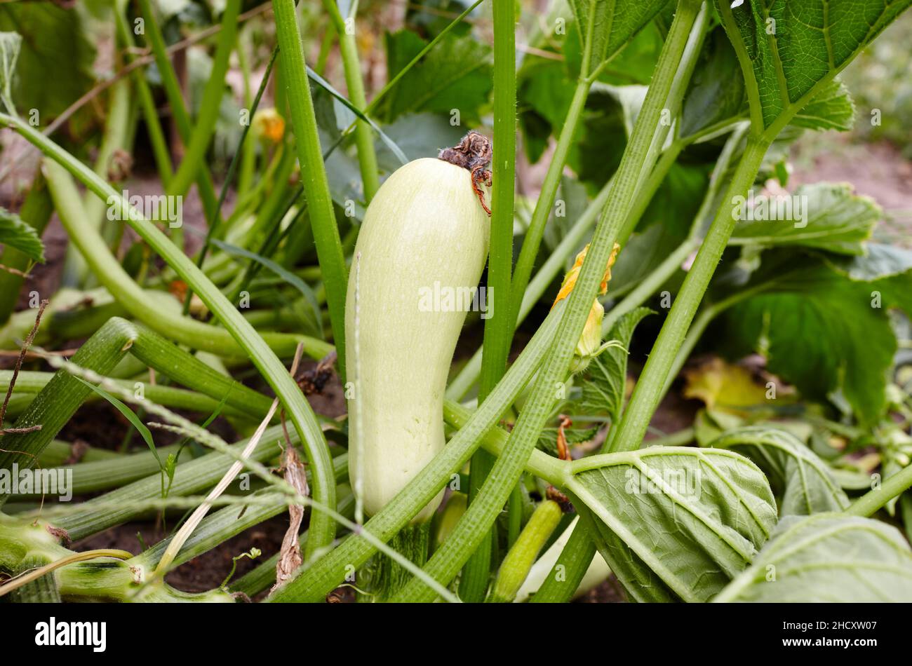 Zucchini grows in a greenhouse. Fresh organic courgette. Growing fresh ...