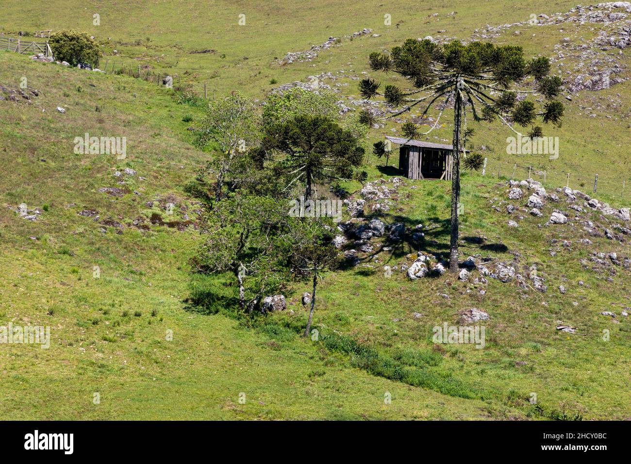 Araucaria trees with rocks and small wood building in farm field ...