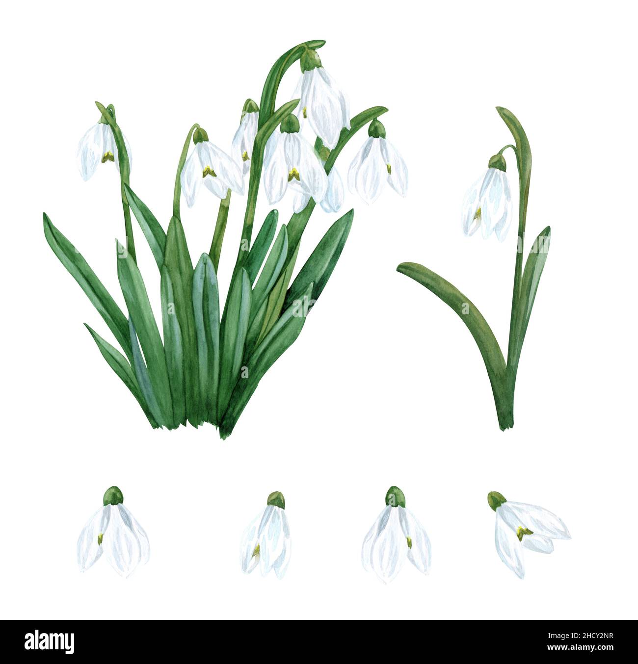Snowdrop botanical illustration hi-res stock photography and images - Alamy