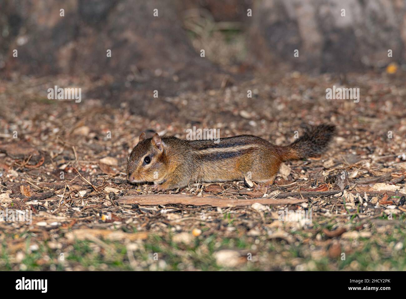 Eastern Chipmunk foraging for seeds Stock Photo - Alamy