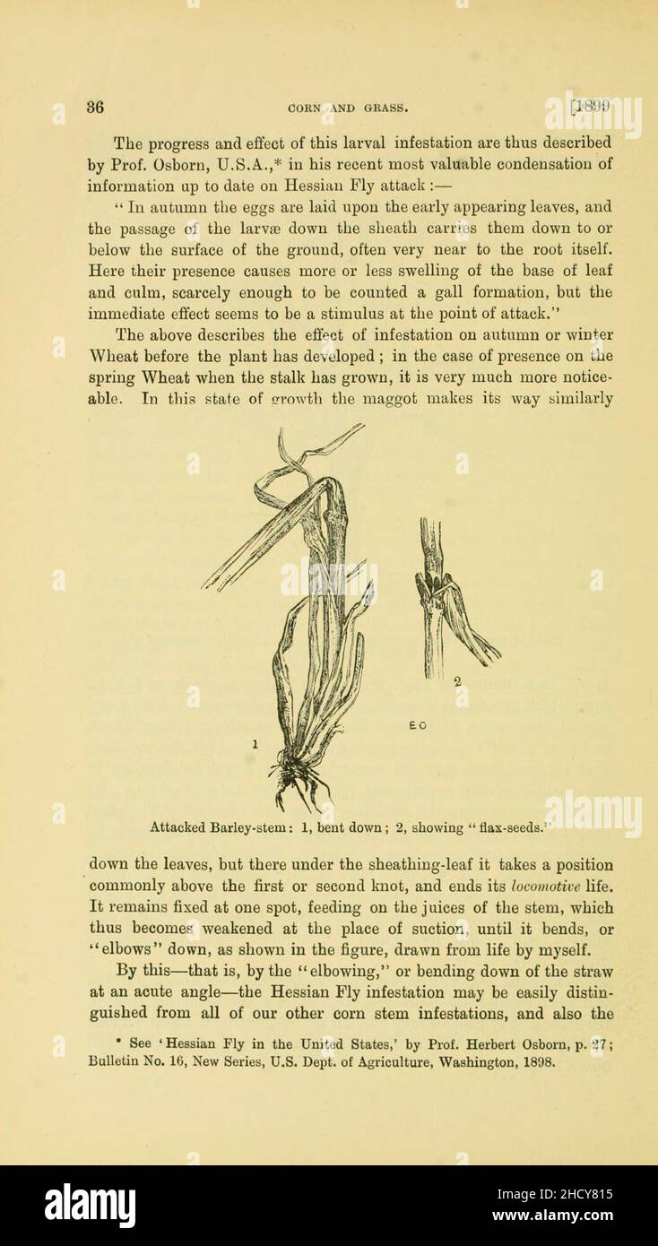 Report of observations of injurious insects and common farm pests ...