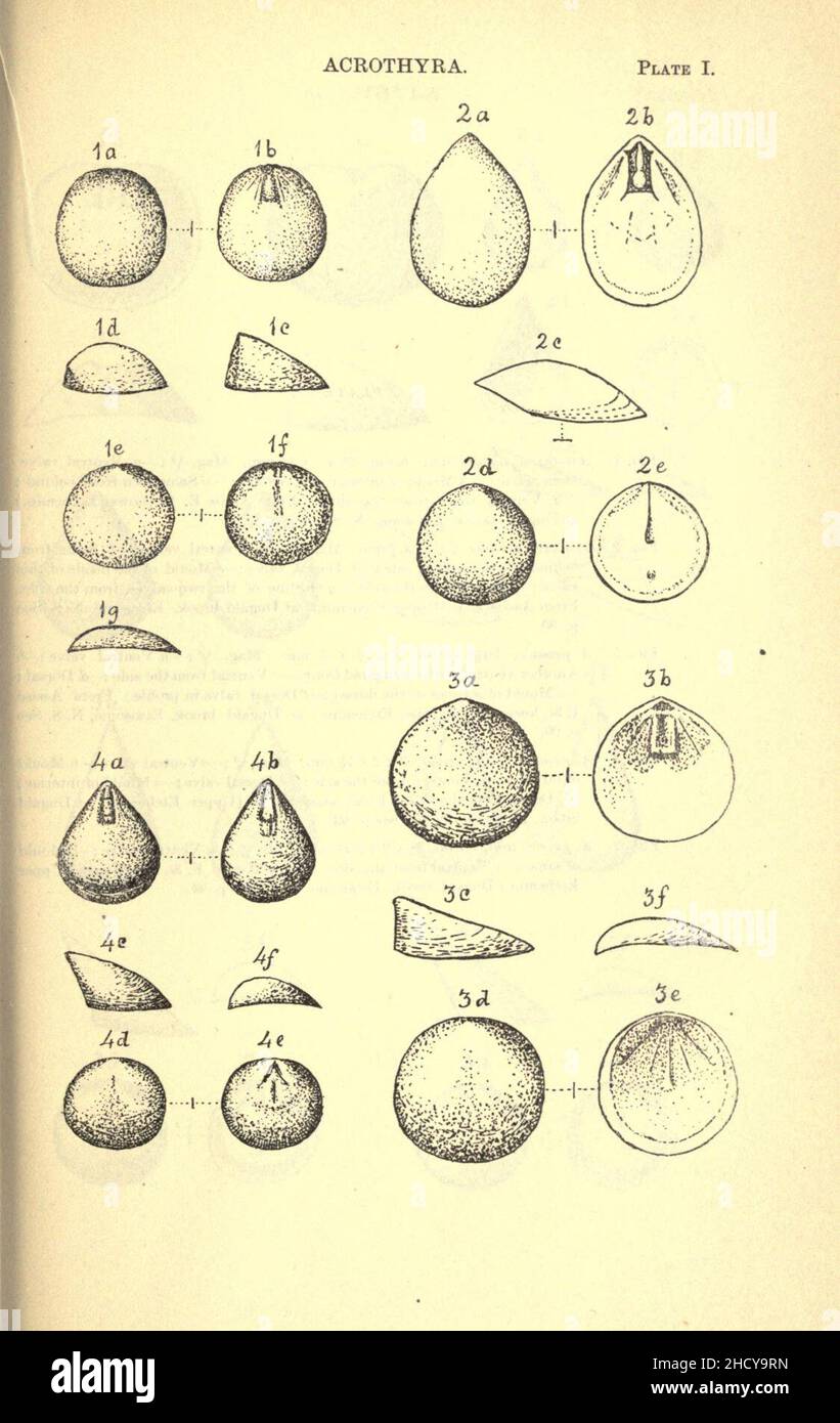 Cambrian rocks hi-res stock photography and images - Alamy