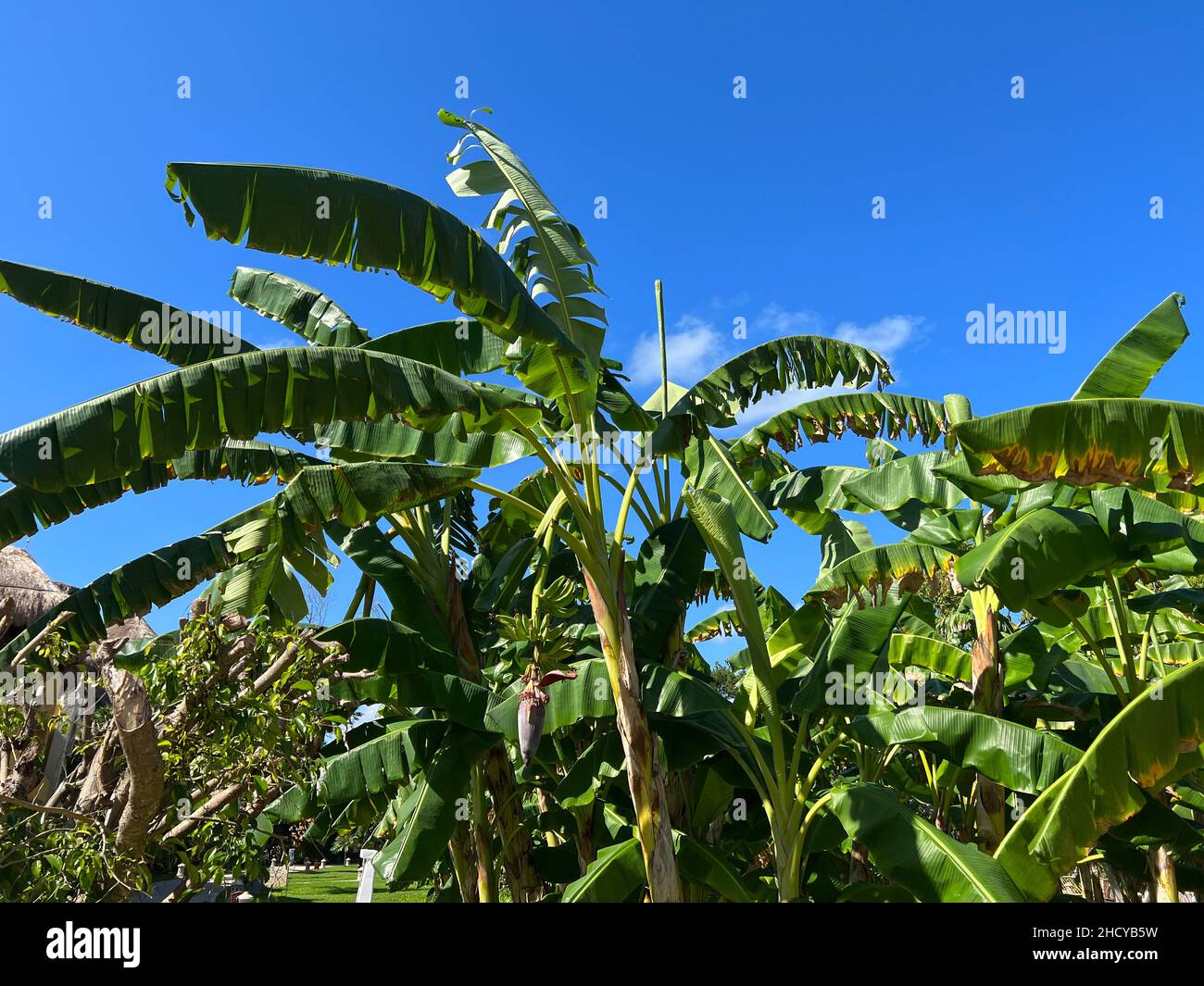 Green bananas fruit tree with a bunch of unripe bananas. Banana tree ...