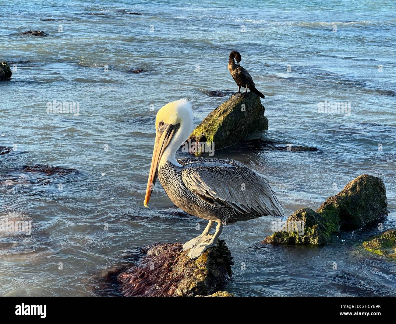 Pelican bird waiting for the fish on the rock in the ocean close up ...