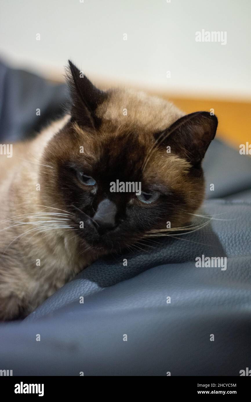 Siamese car portrait, blue eyes cat resting portrait Stock Photo - Alamy