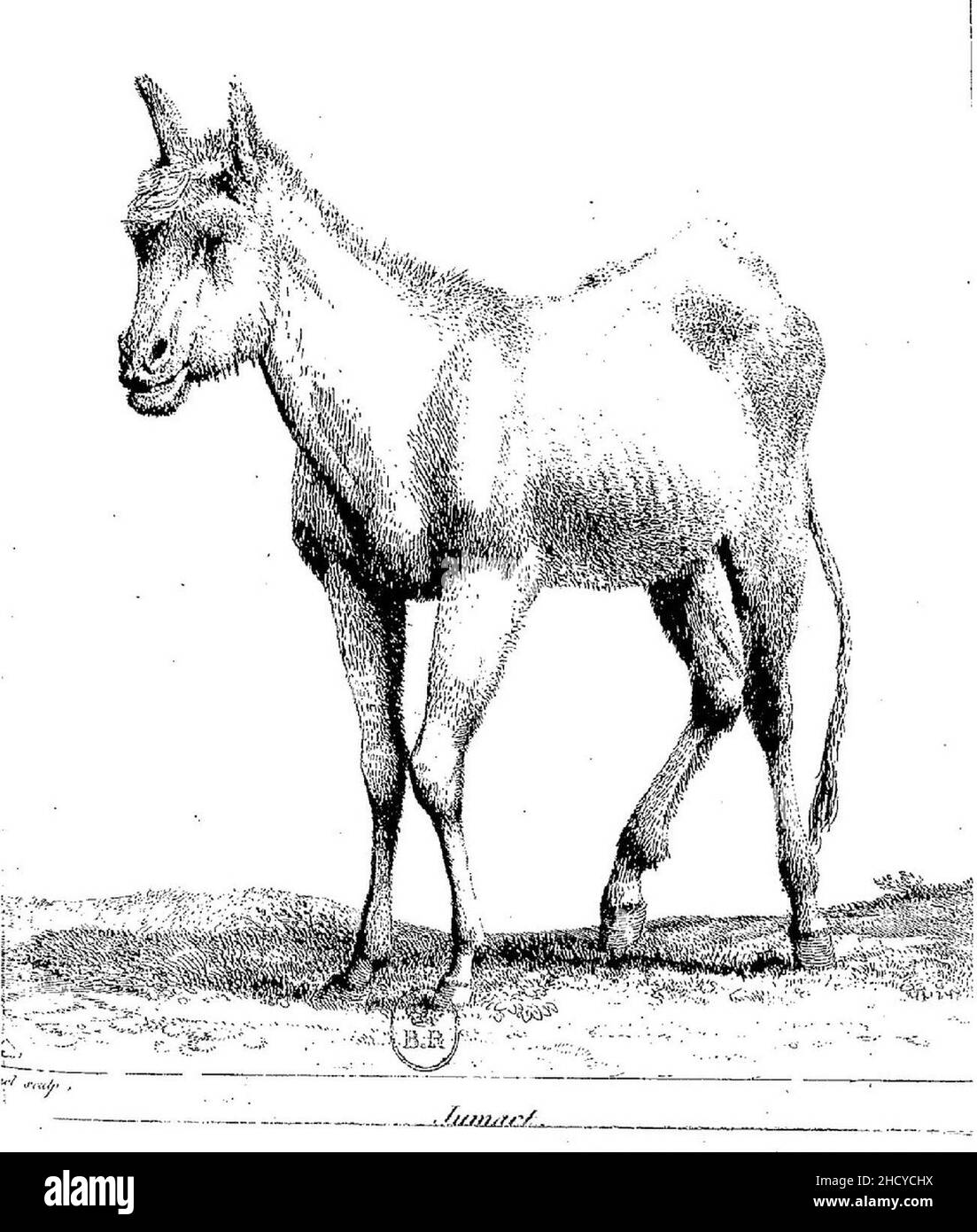 Représentation du jumart disséqué par C.BOURGELAT, Dessin de J.P. HOUEL ...