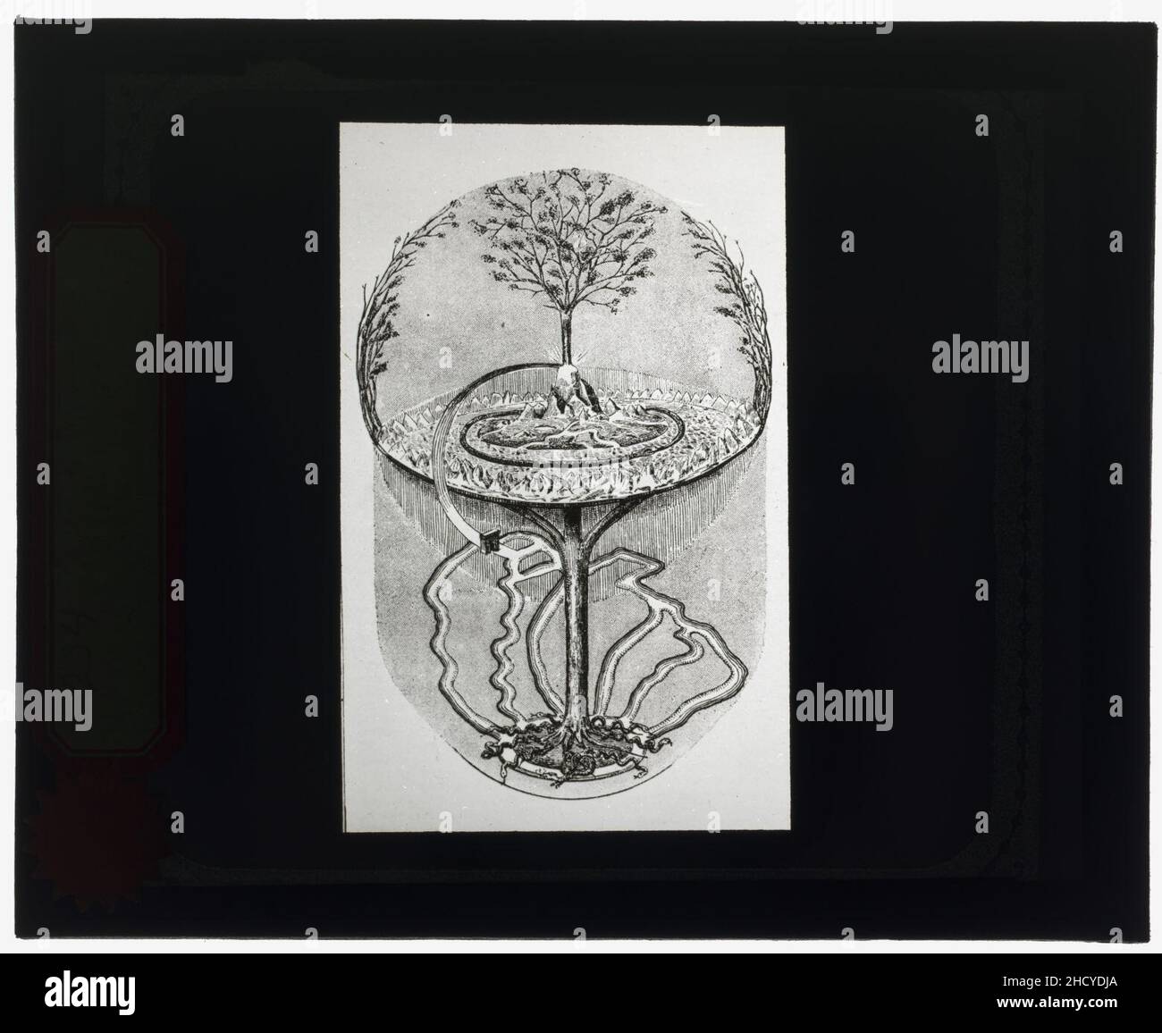Reproduction of print showing Cosmic ash tree Stock Photo - Alamy