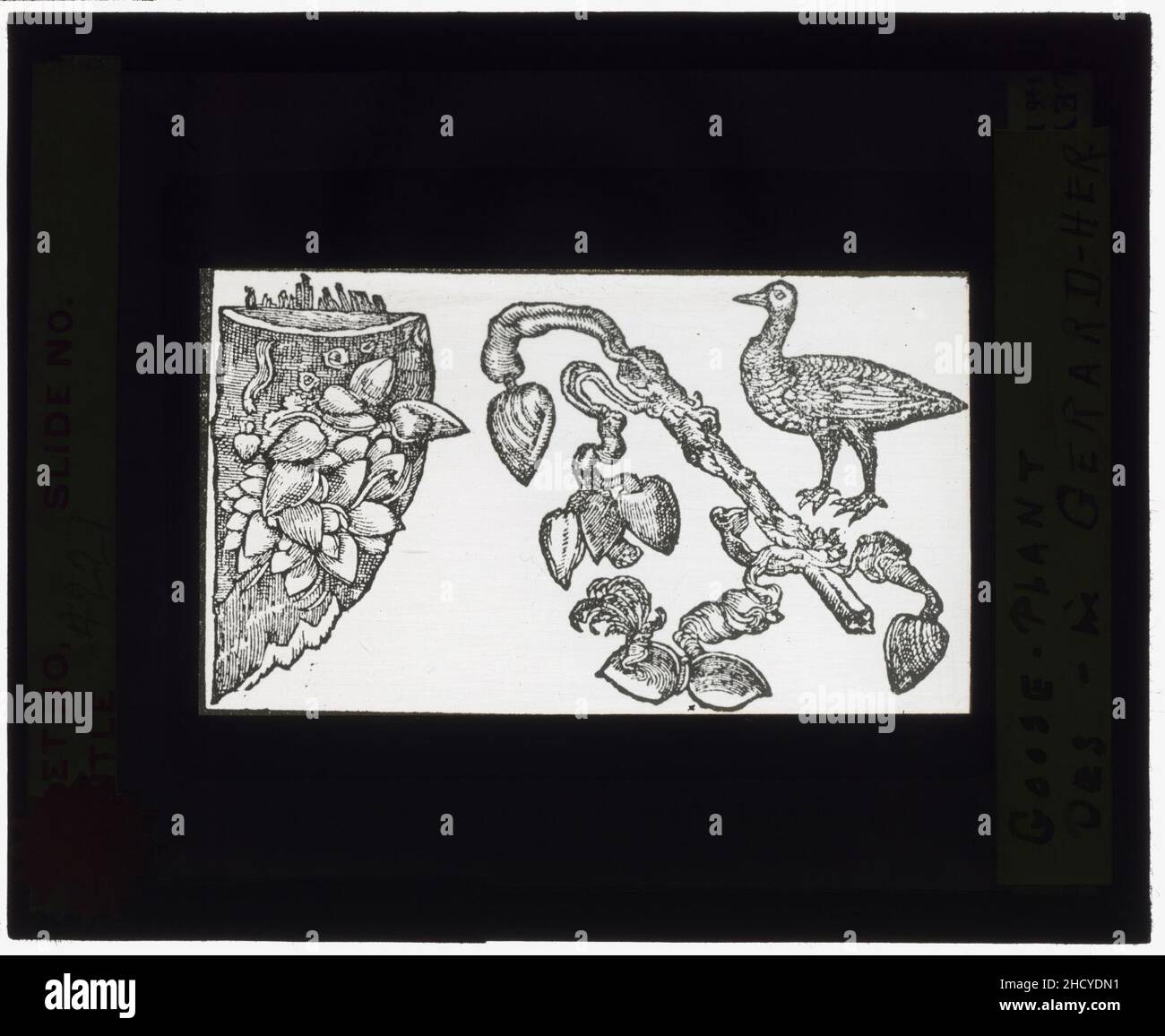 Reproduction of print showing Goose tree Stock Photo - Alamy
