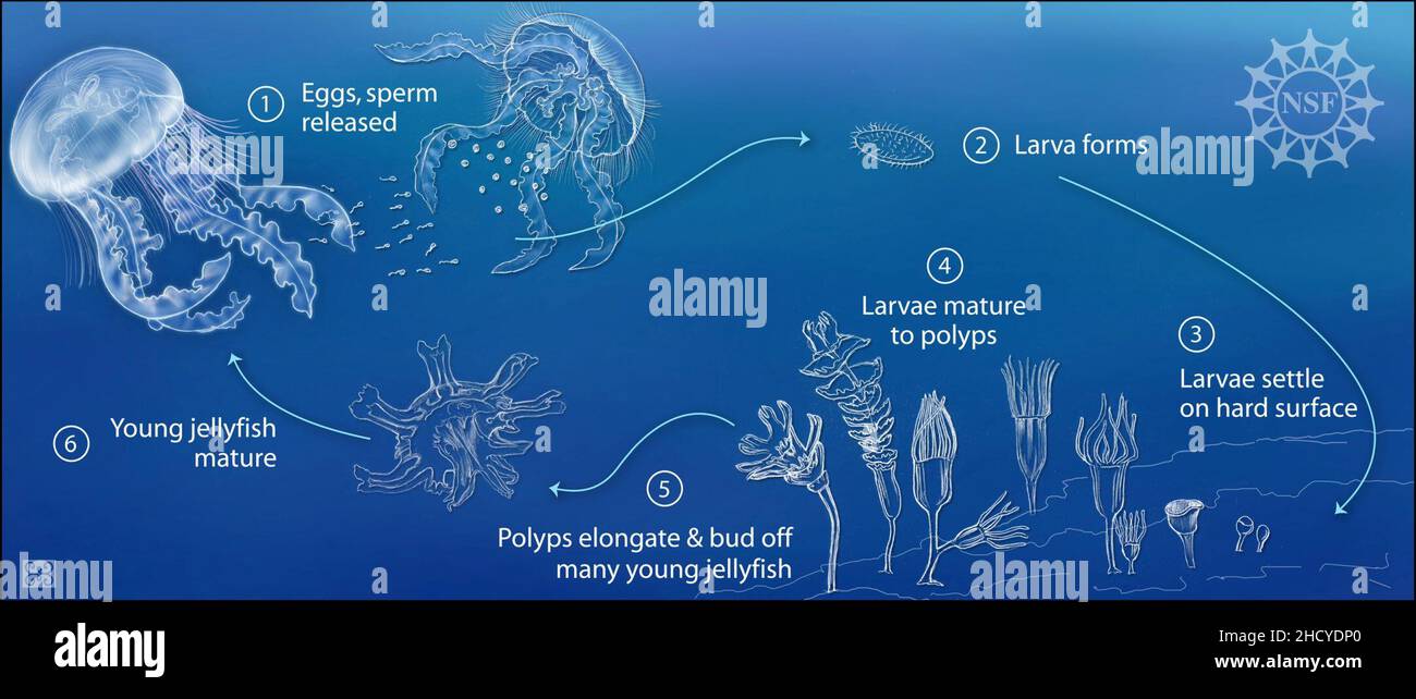 Reproductive cycle of jellyfish Stock Photo - Alamy