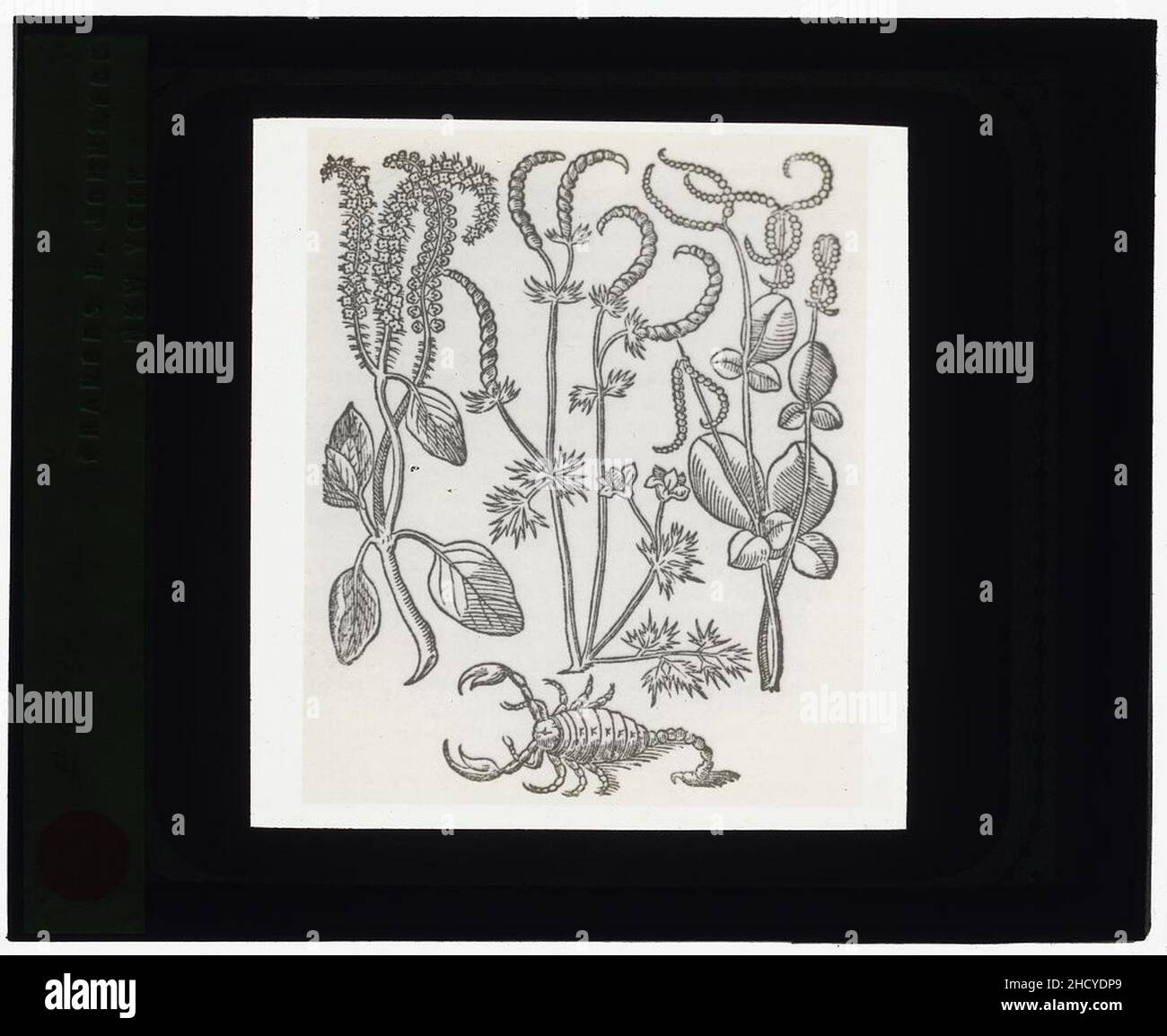 Reproduction of print showing Scorpion plant Stock Photo - Alamy