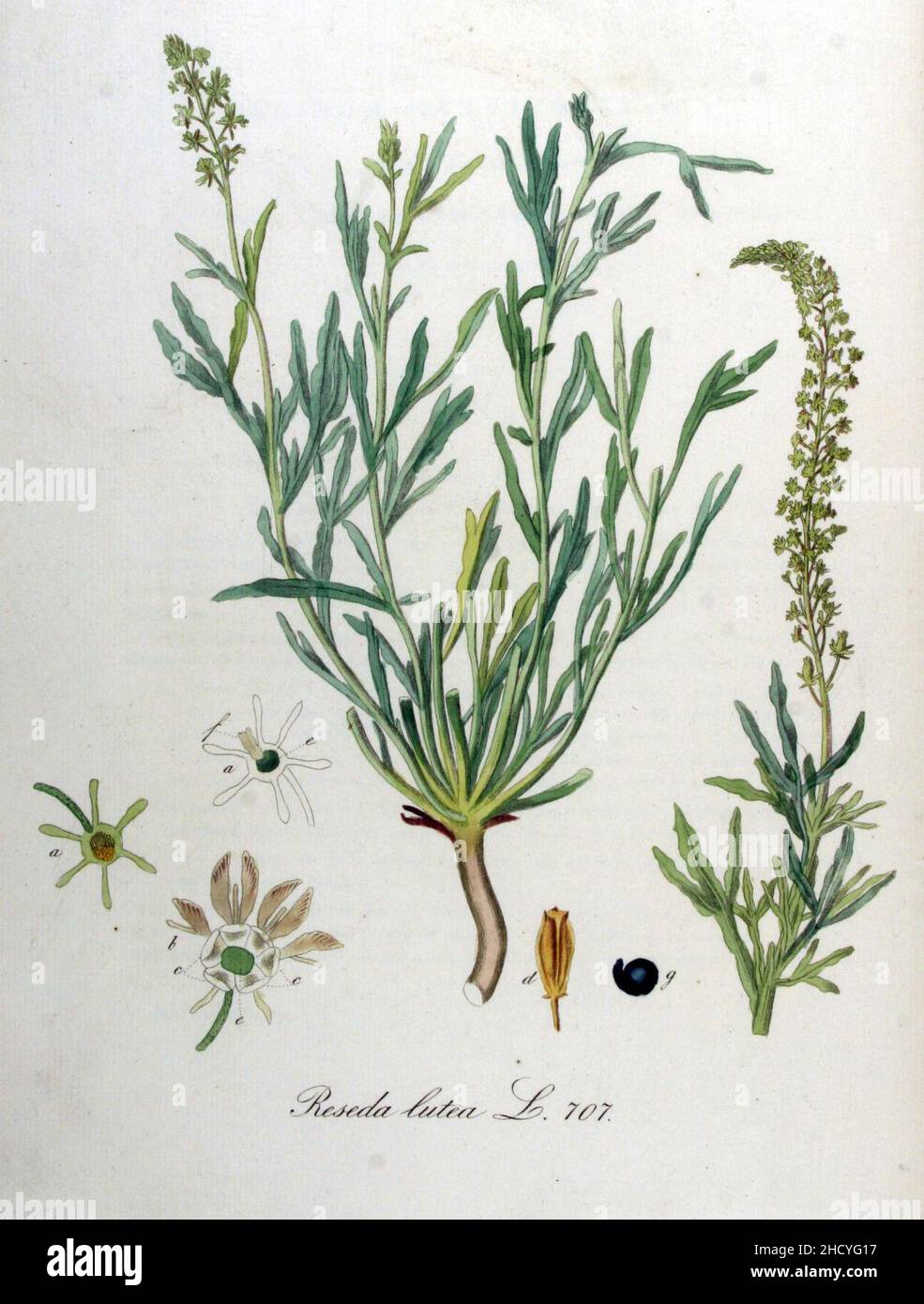 Reseda lutea — Flora Batava — Volume v9 Stock Photo - Alamy
