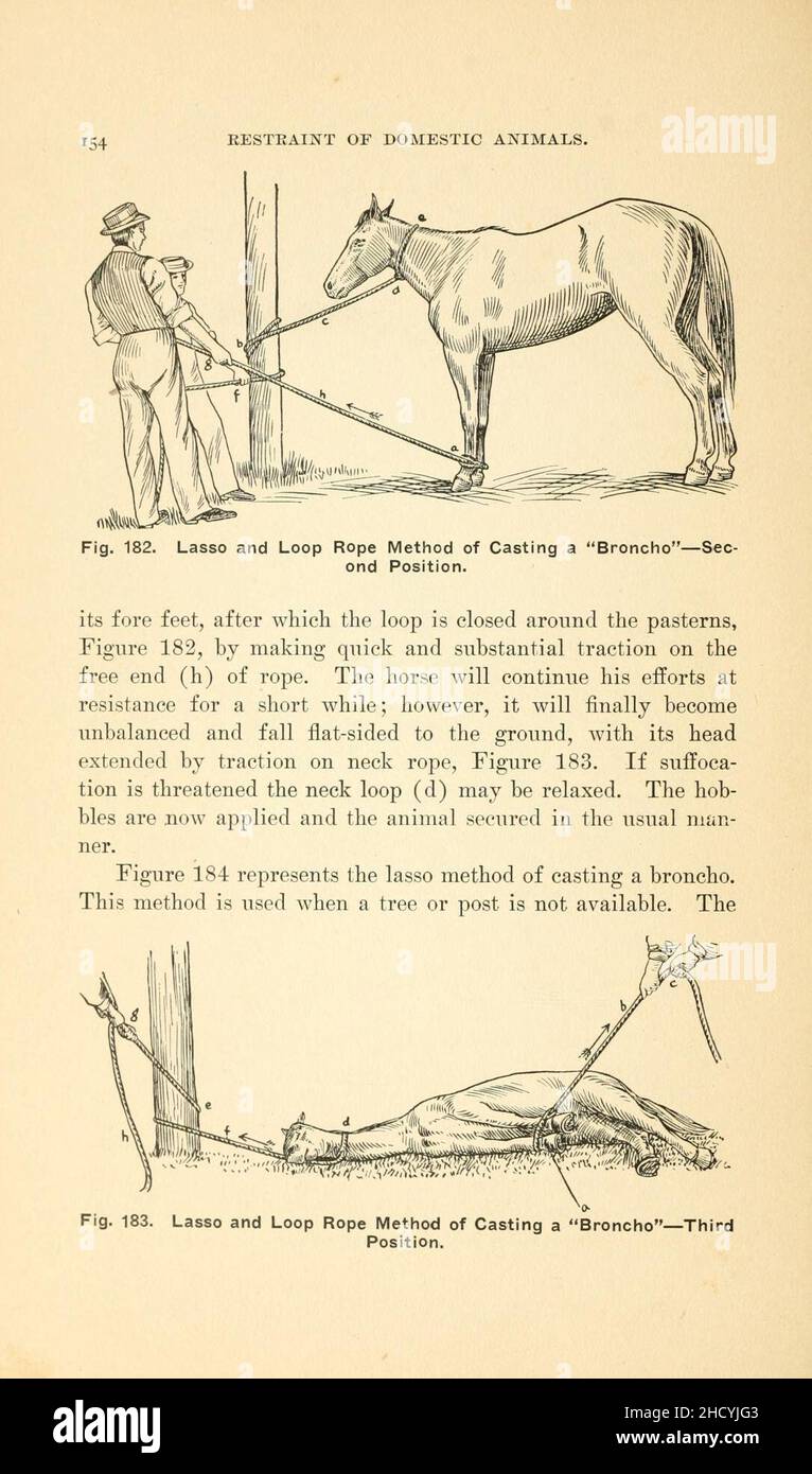 Restraint of domestic animals (Page 154 Stock Photo - Alamy