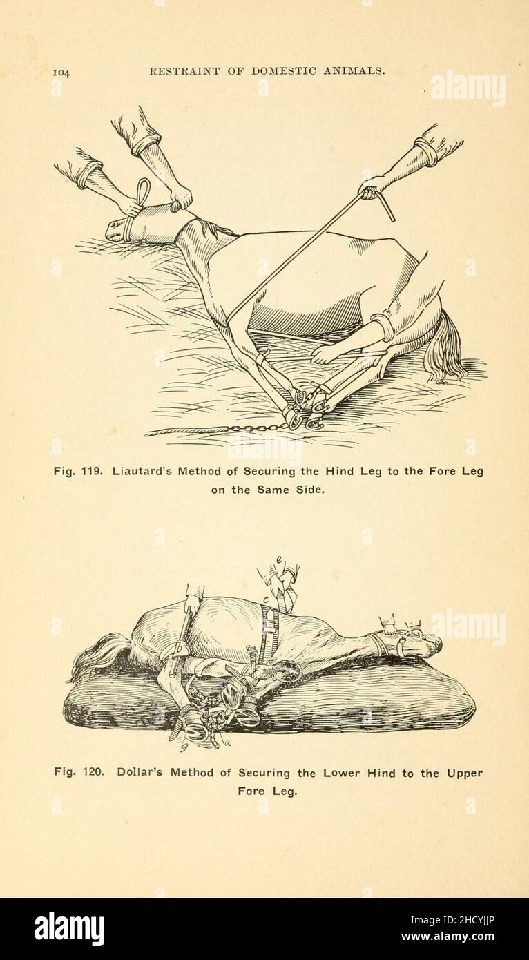 Restraint of domestic animals (Page 104 Stock Photo - Alamy