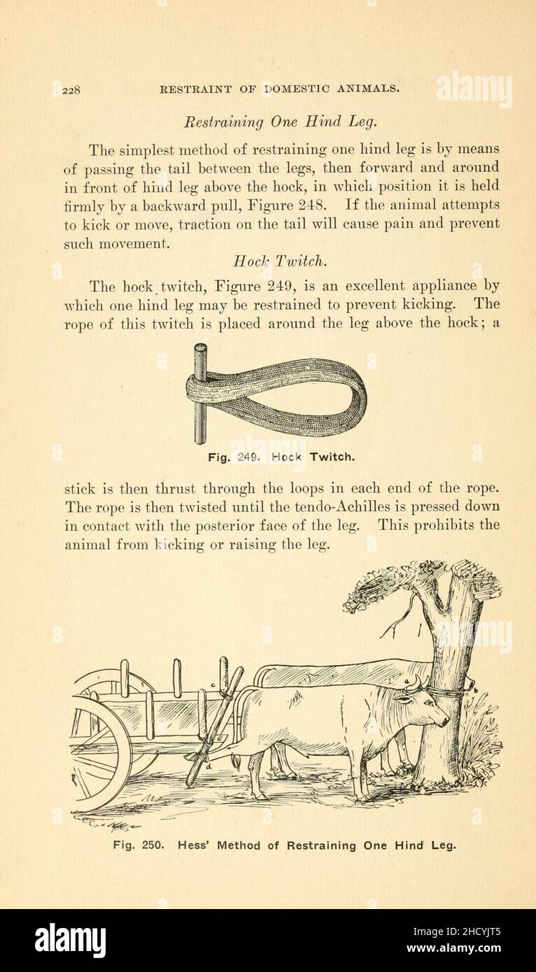 Restraint of domestic animals (Page 228 Stock Photo - Alamy