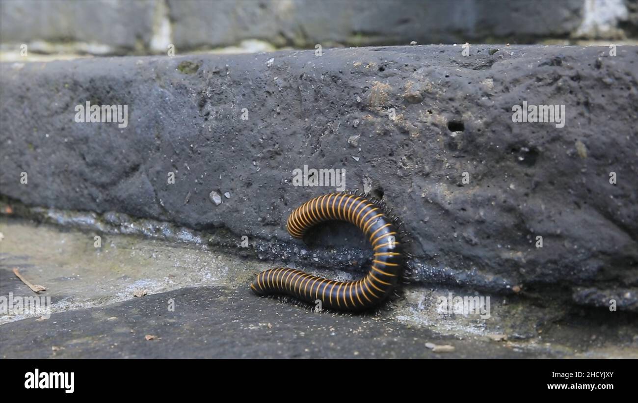 Millipede Bite
