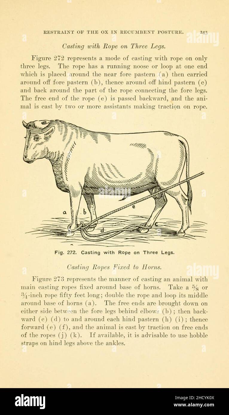 Restraint of domestic animals (Page 243 Stock Photo - Alamy