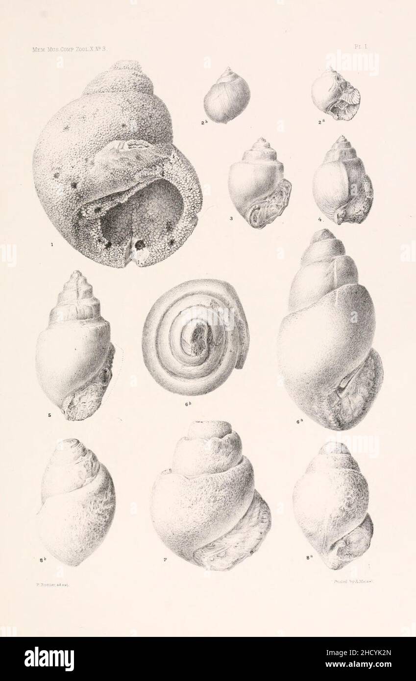 Molluscan hi-res stock photography and images - Alamy