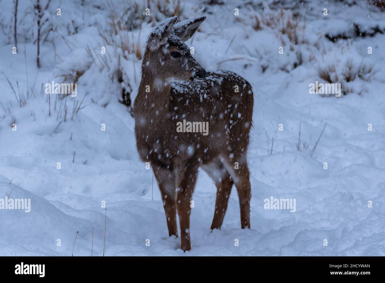 White-tailed Deer in Snow. Oregon, Ashland, Cascade Siskiyou National ...