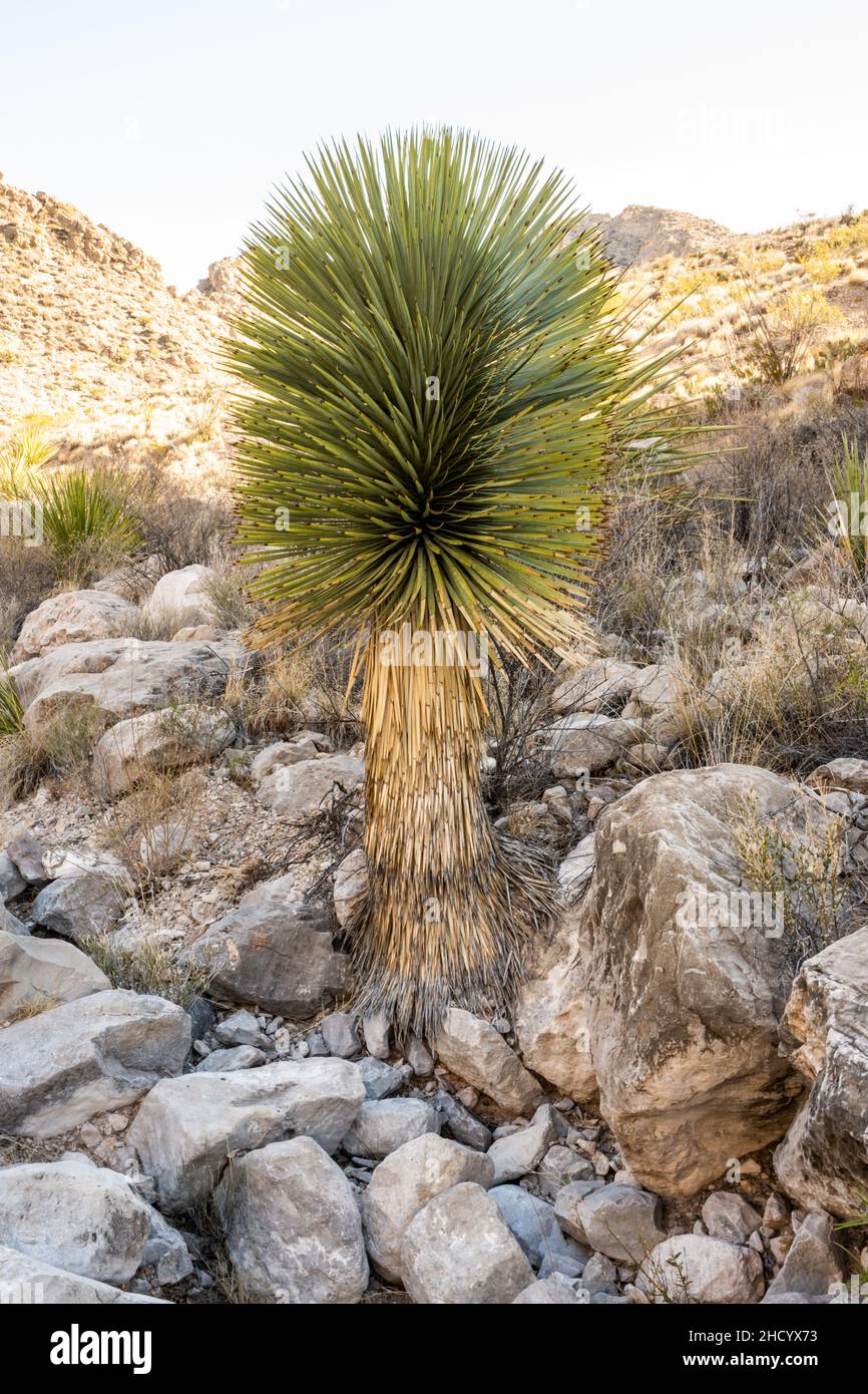 Beaked Yucca Grows Tall Through Rocky Field in Big Bend National Park ...
