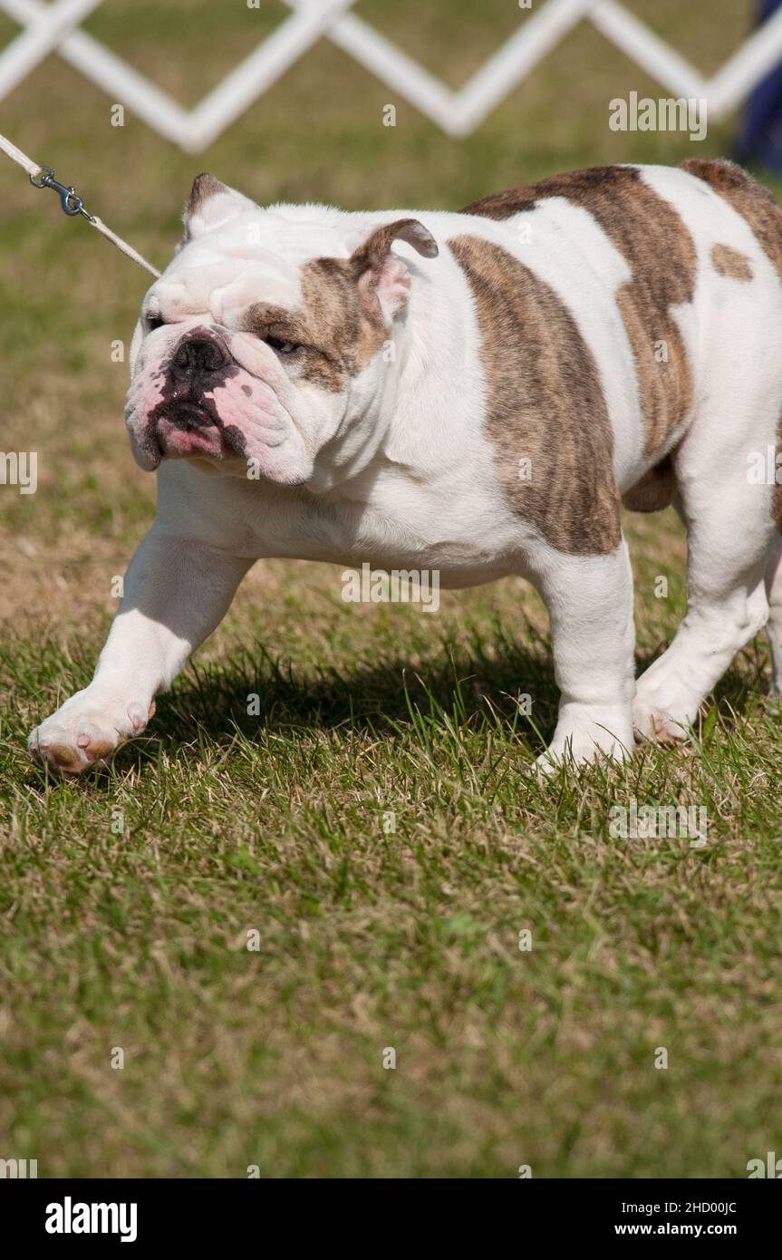 How To Impregnate A English Bulldog
