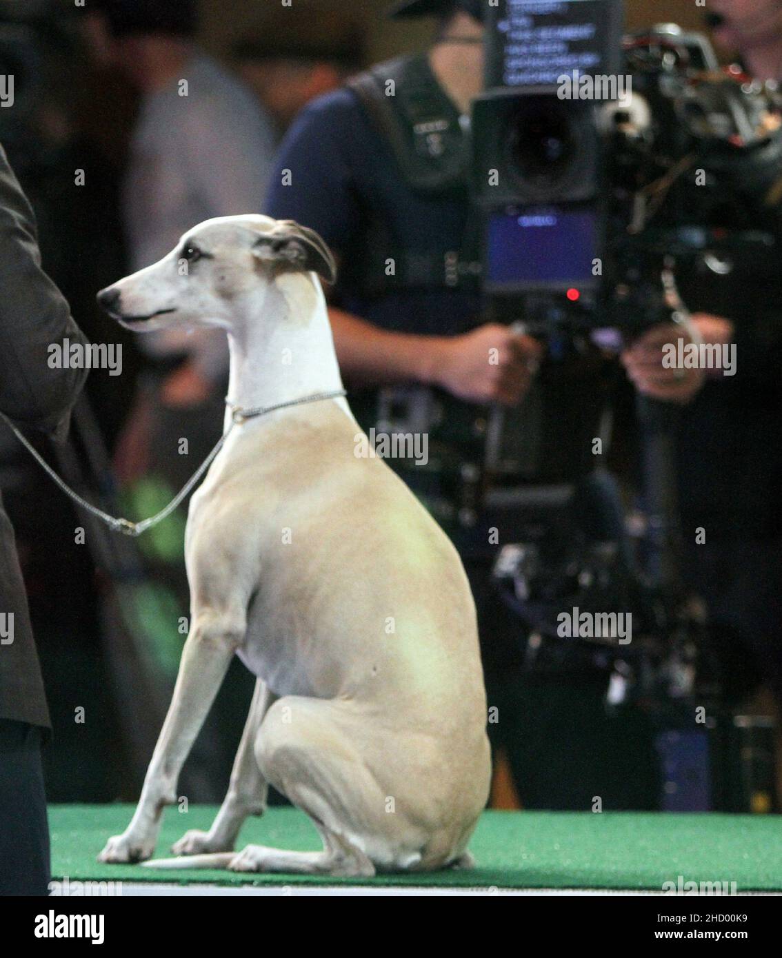 New York - NY - 20190102 American Kennel Club champion Whisky the ...