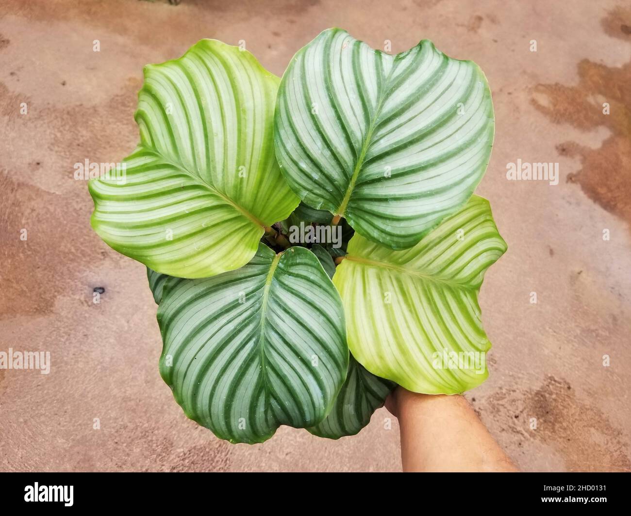 Beautiful large green leaves of Calathea Orbifolia Stock Photo - Alamy