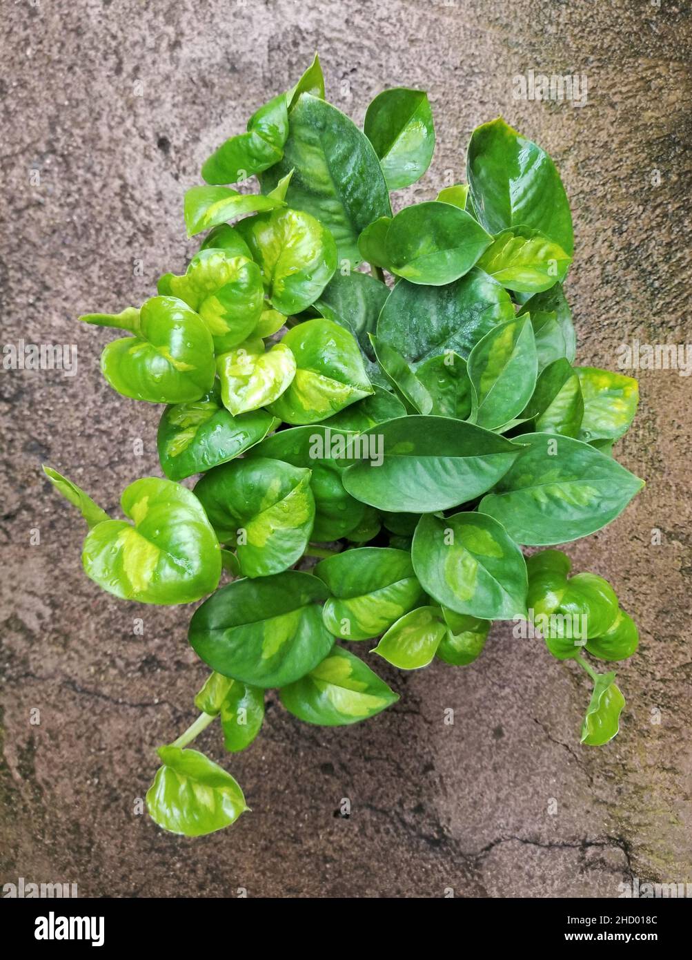 Global green pothos hi-res stock photography and images - Alamy