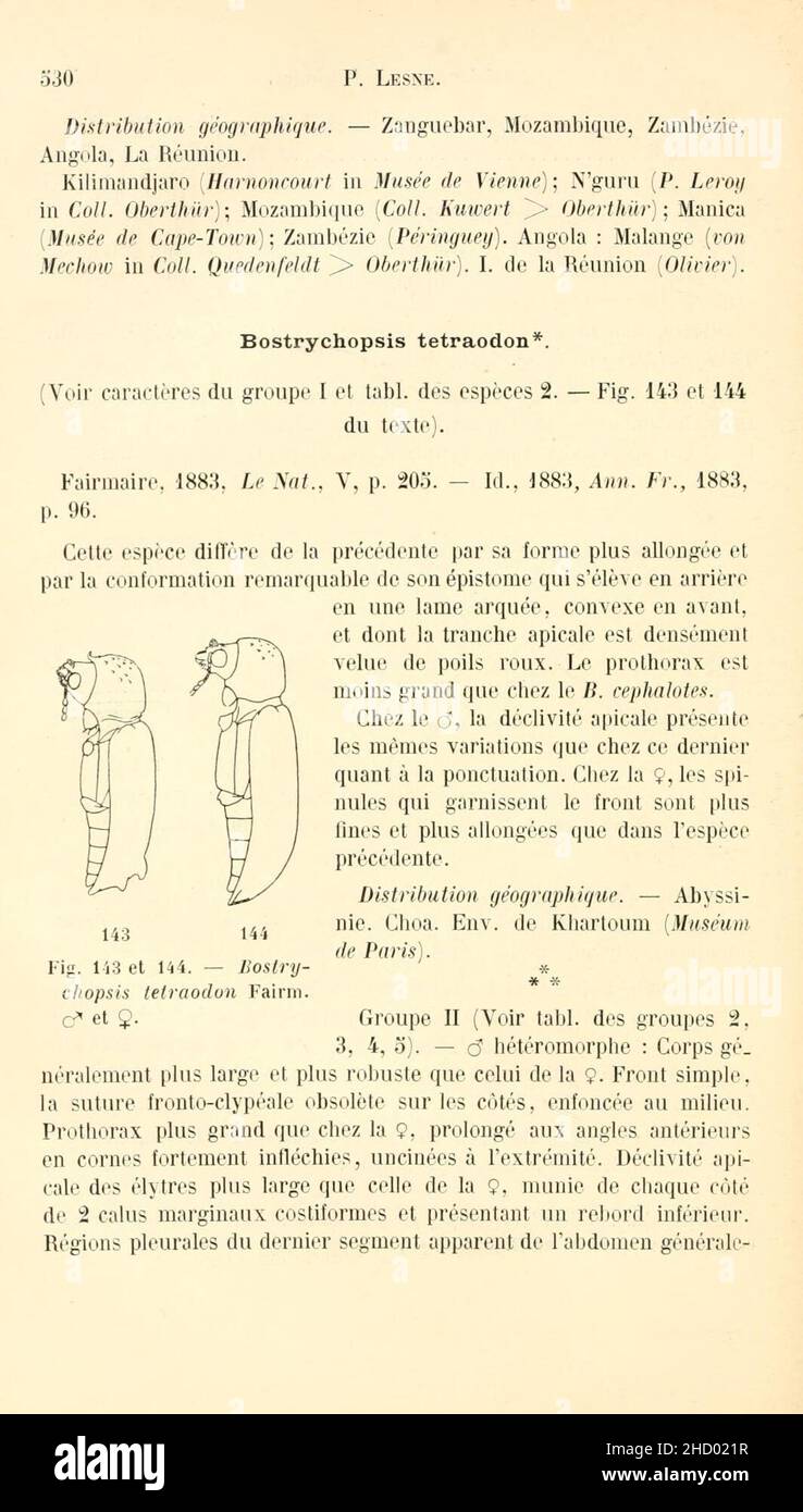Revision des coléoptères de la famille des Bostrychides (Page 530 Stock ...